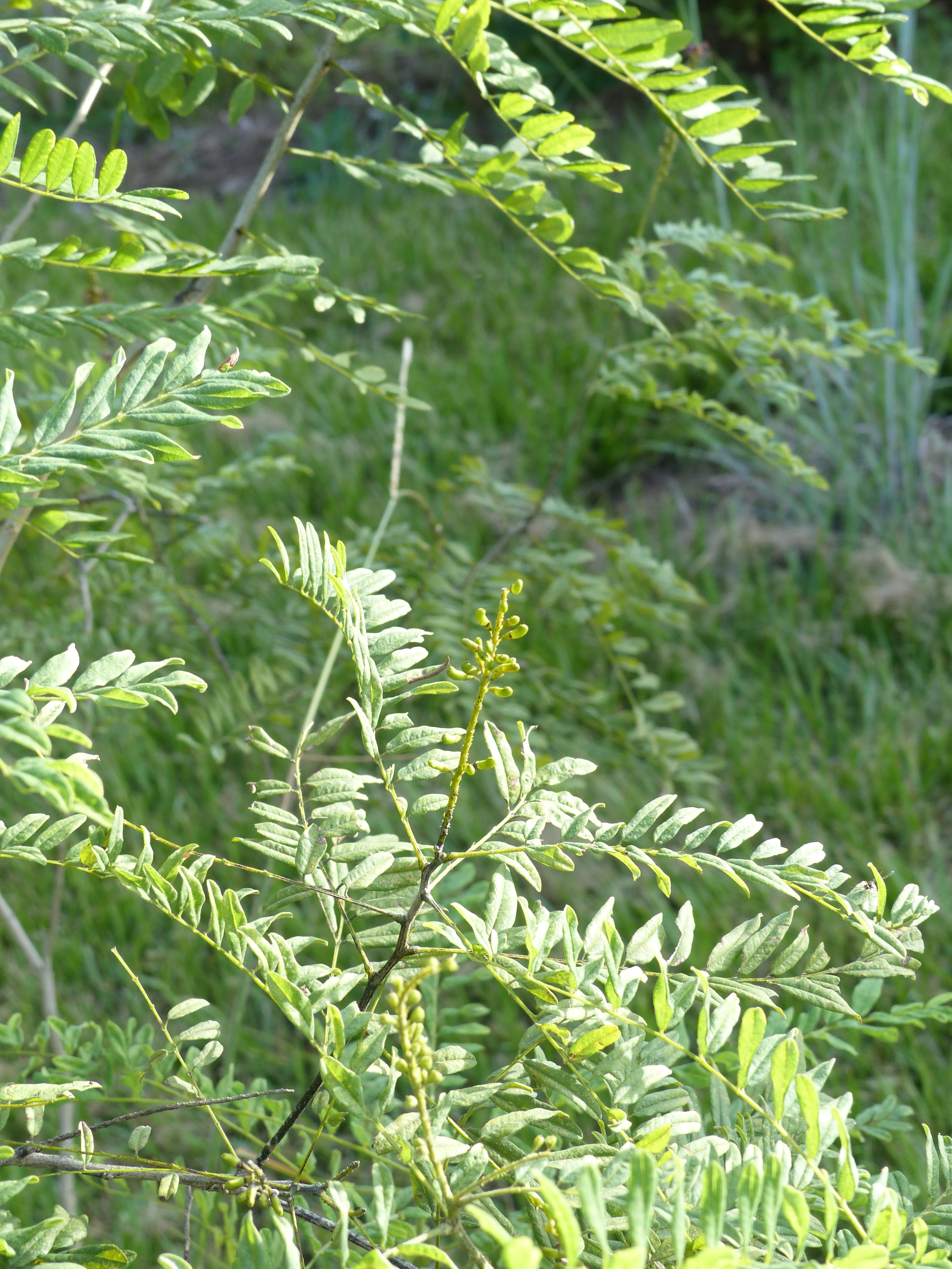 False Indigo