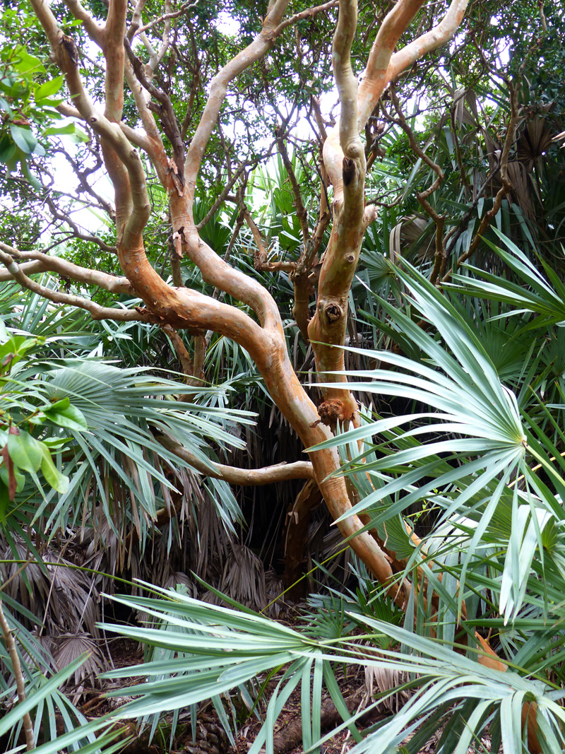 Simpson’s Stopper – Chapter Namesake