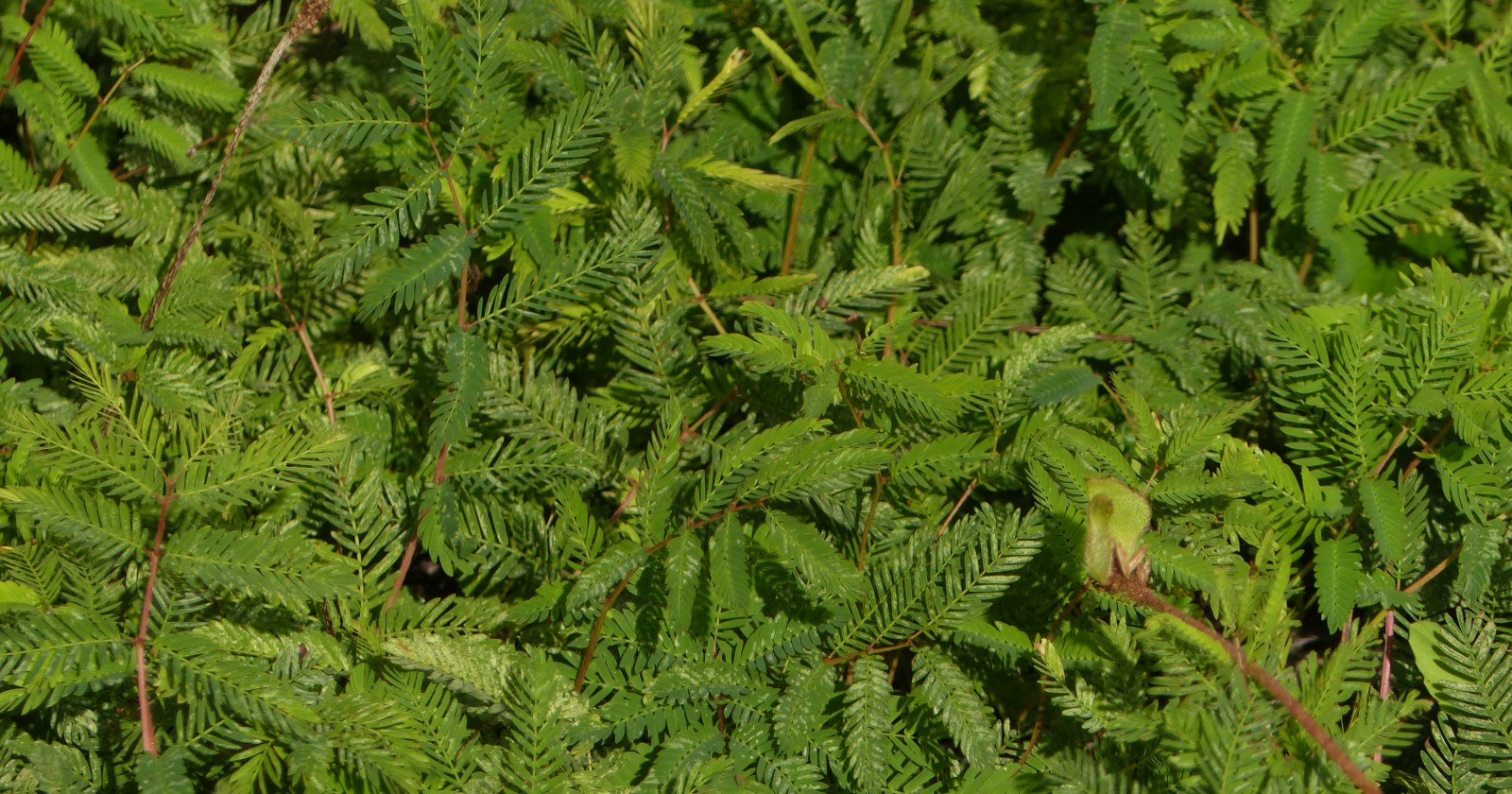 9/19/2019: Yard of Carla Flournoy