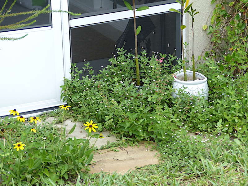 Wildflower “Wetland” Garden