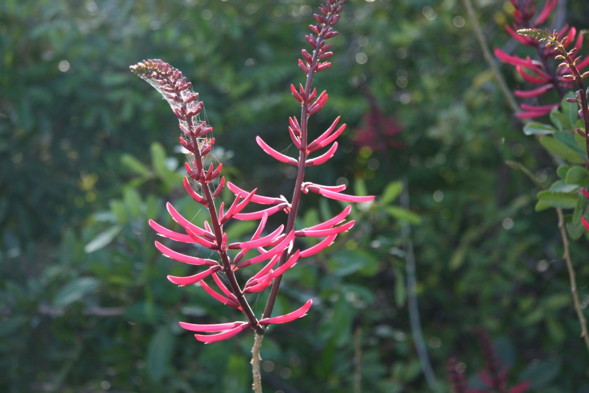 Spikes of Scarlet Flowers – Eugenia Chapter – Florida Native Plant Society