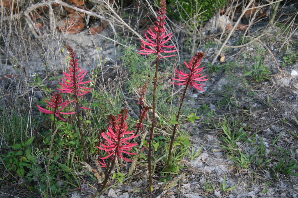 Spikes of Scarlet Flowers