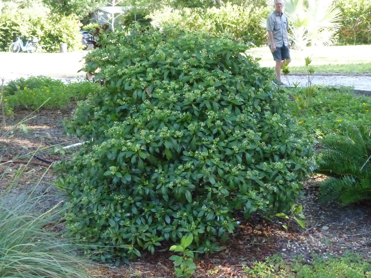 Wild Coffees – Eugenia Chapter – Florida Native Plant Society