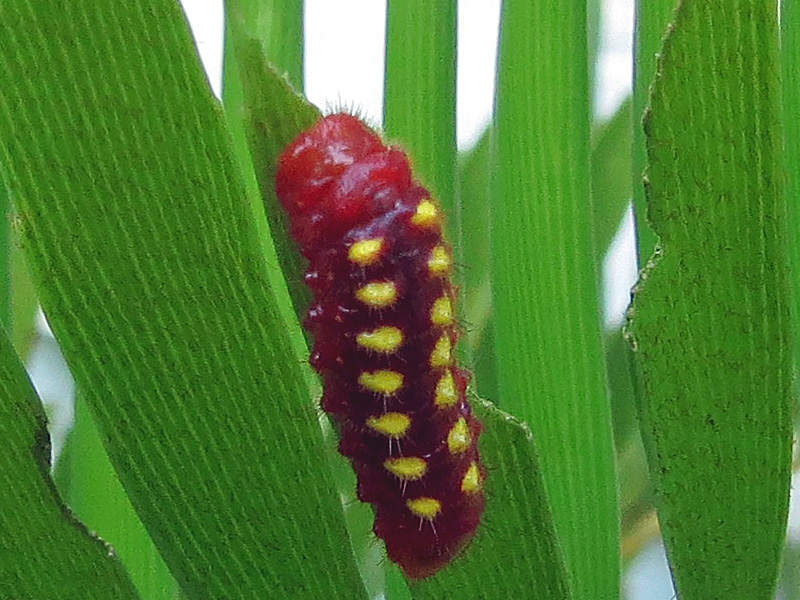 Atalas Abound – Eugenia Chapter – Florida Native Plant Society