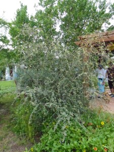 Terrific teabush – Eugenia Chapter – Florida Native Plant Society