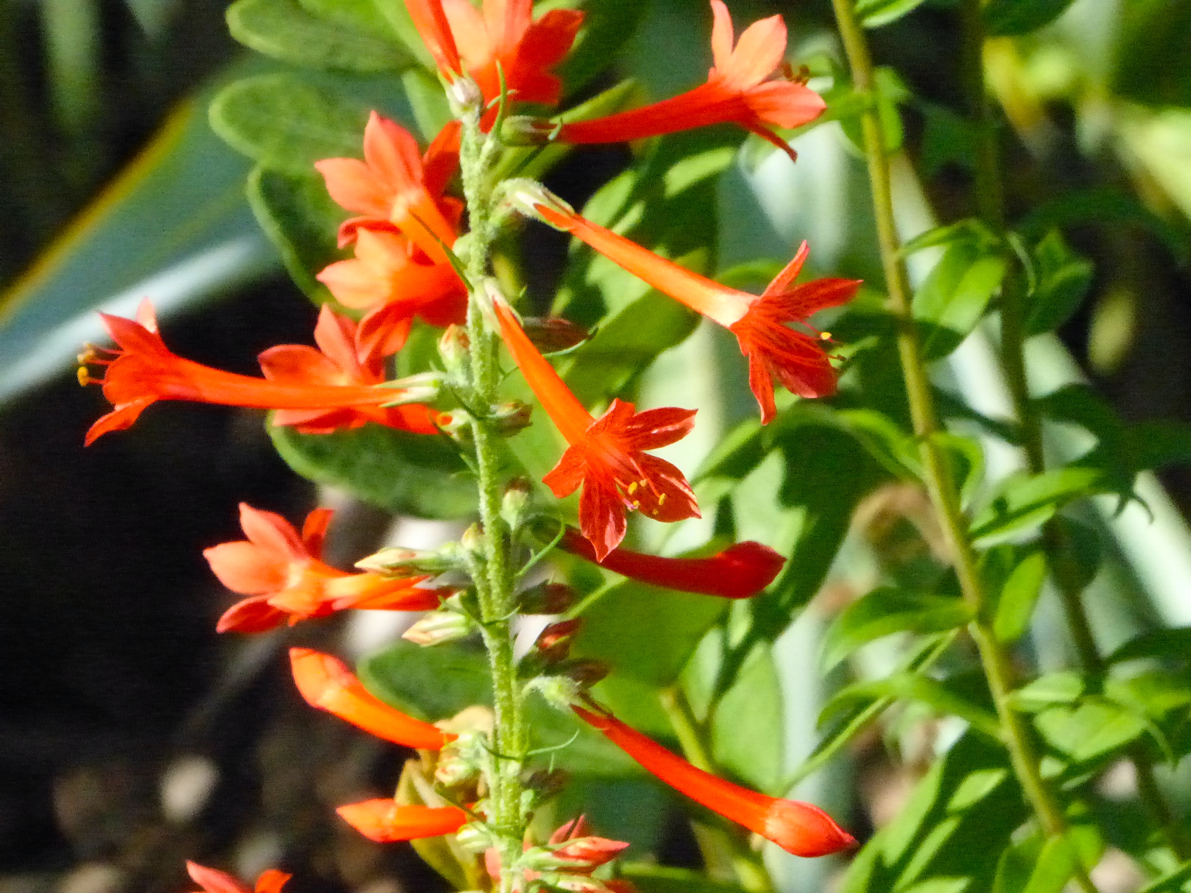 pollinator plant – Eugenia Chapter – Florida Native Plant Society